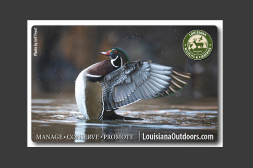 LDWF hosts art contest for hard cards | Bienville Parish Journal